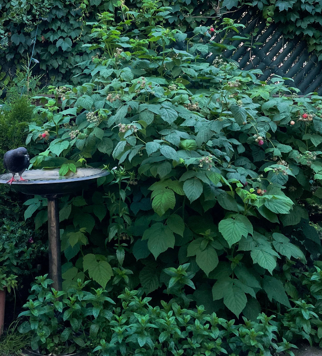 Red Raspberry Leaf Tincture